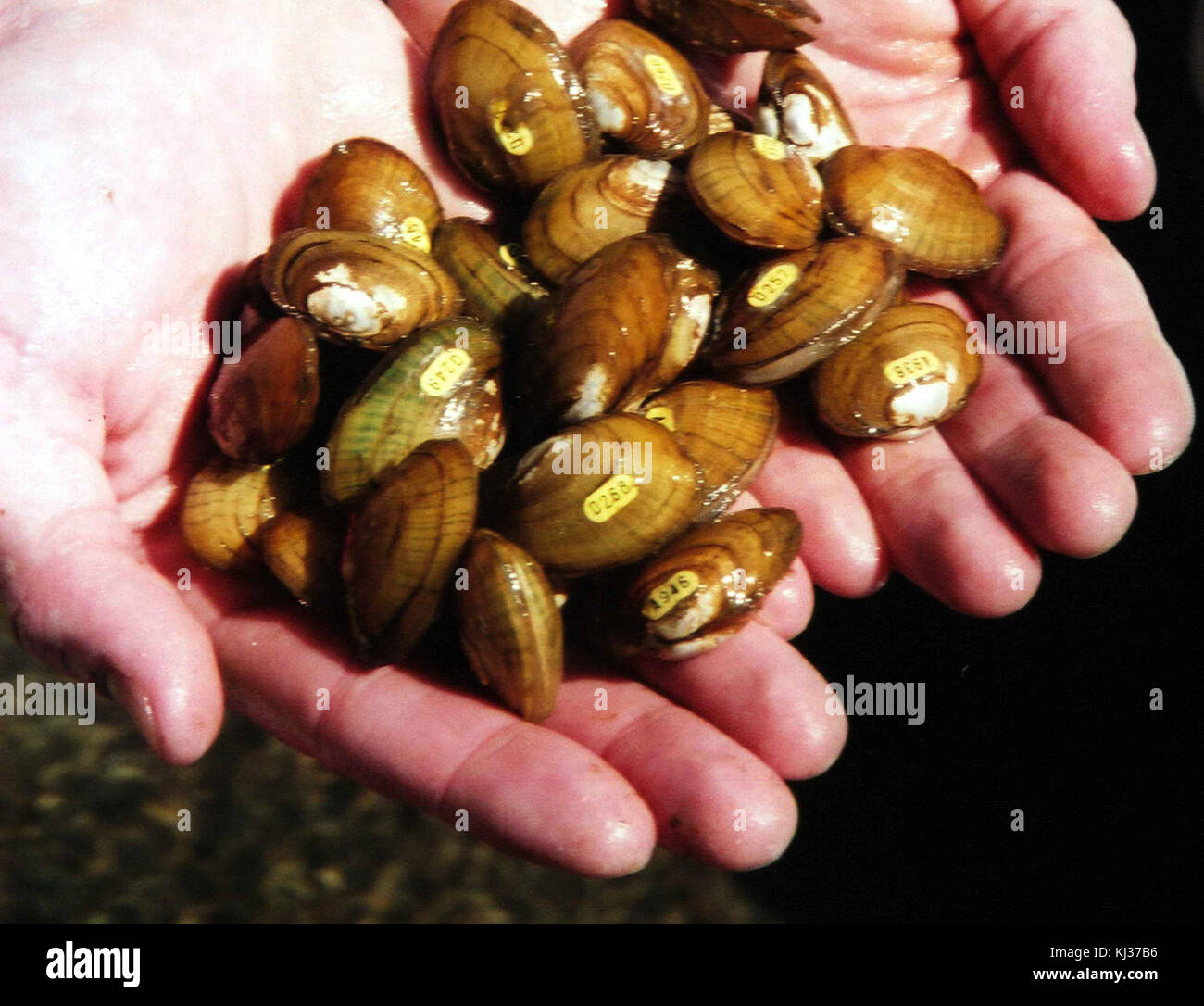 A photograph showing a person holding thick-shelled river mussels (Unio ...