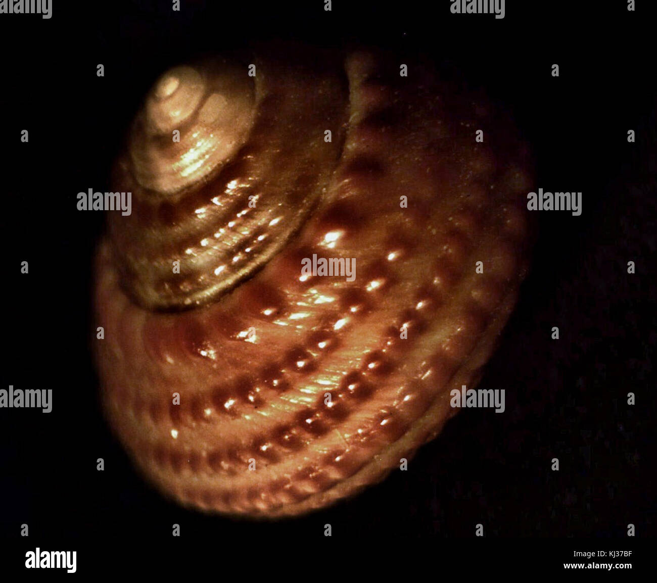 Clanculus dunkeri 001 Stock Photo - Alamy