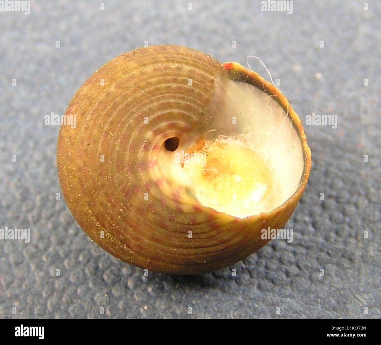 Phorcus sauciatus 002 Stock Photo - Alamy