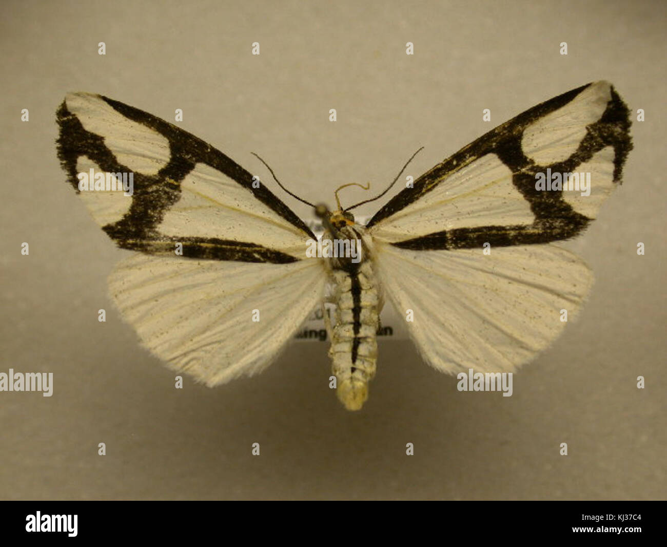 Contigua hi-res stock photography and images - Alamy