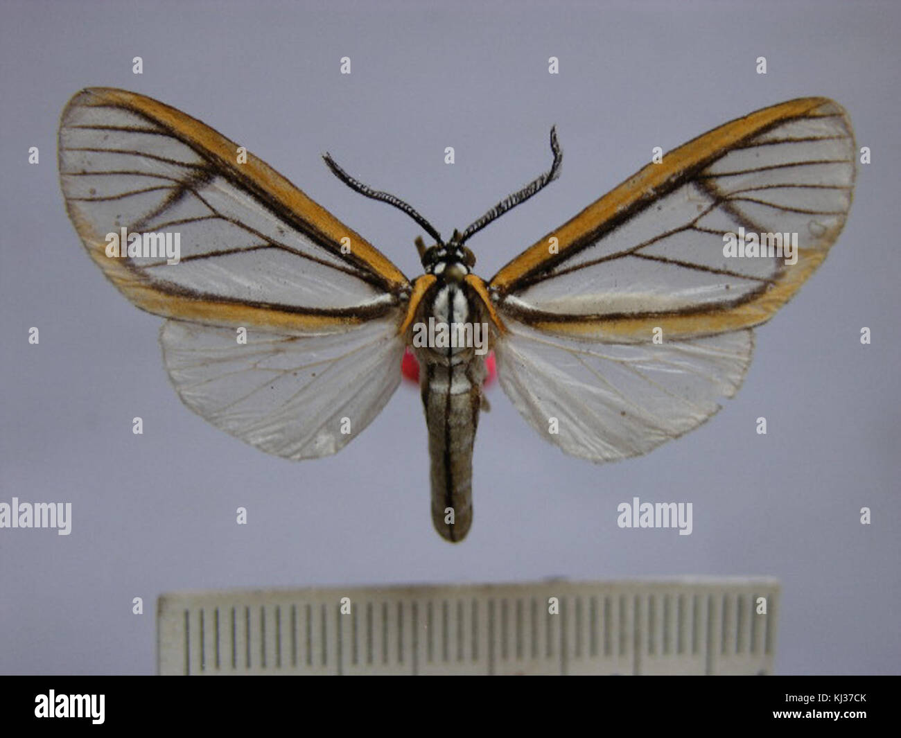 Mysis hi-res stock photography and images - Alamy