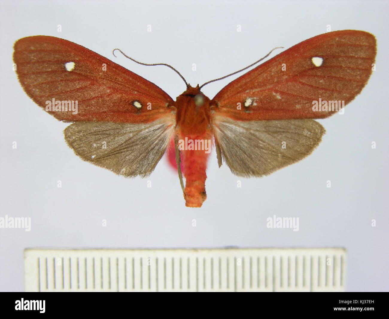Hyperthaema sororita is a species of moth in the subfamily Arctiinae ...