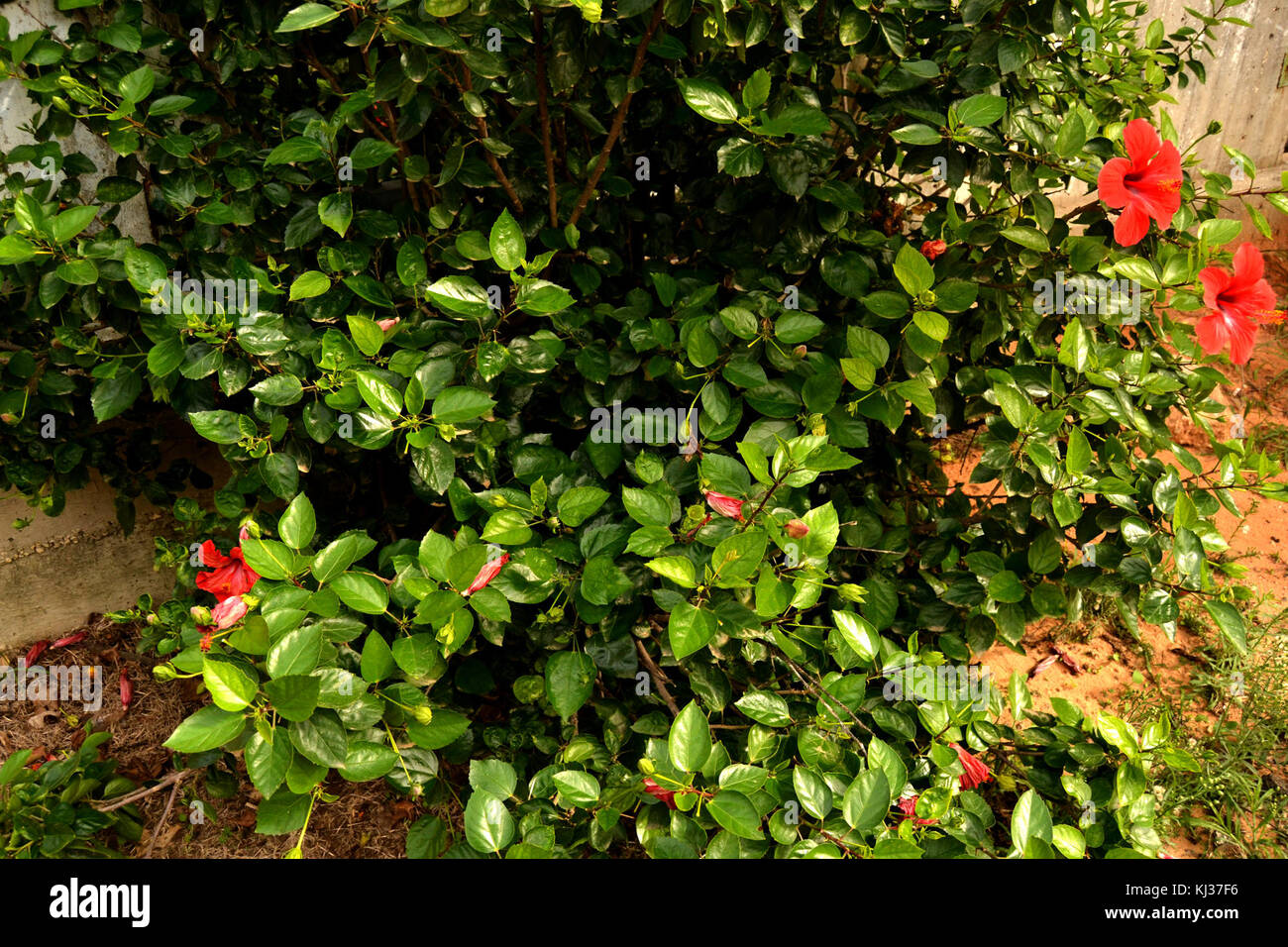 Israel 45966 Plants of Israel Stock Photo - Alamy