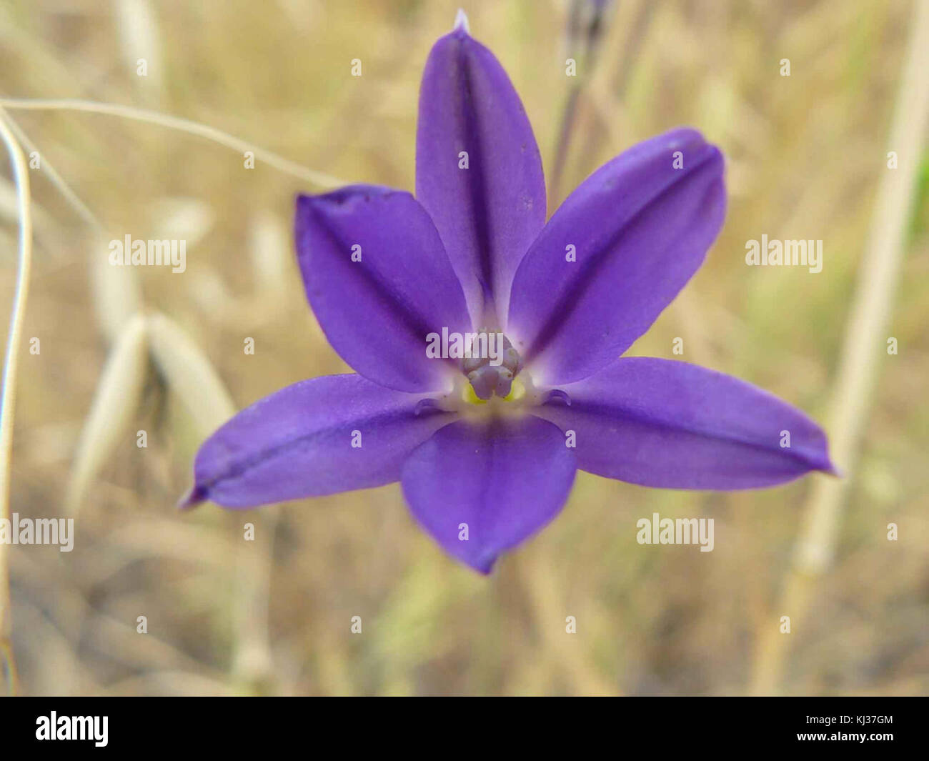 Thread leaved brodiaea is a purple flowered perennial herb with flower ...