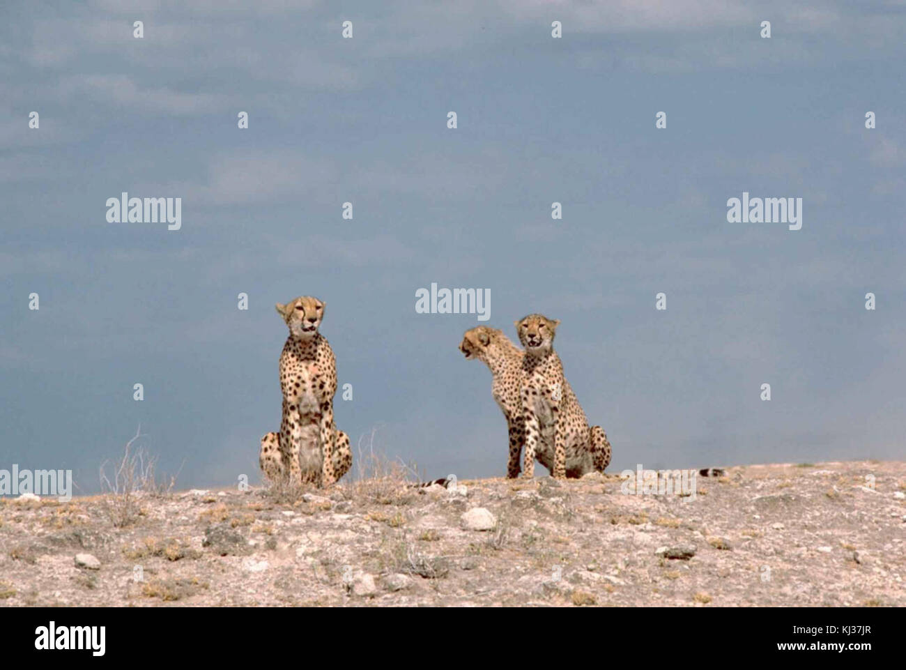 Three cheetahs sitting in Kenya Africa acinonyx jubatus Stock Photo - Alamy