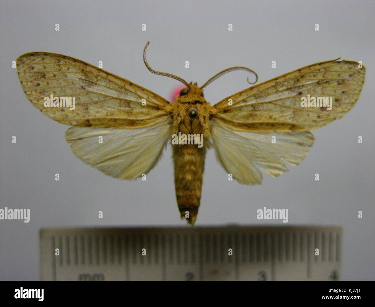 Ephrem hi-res stock photography and images - Alamy