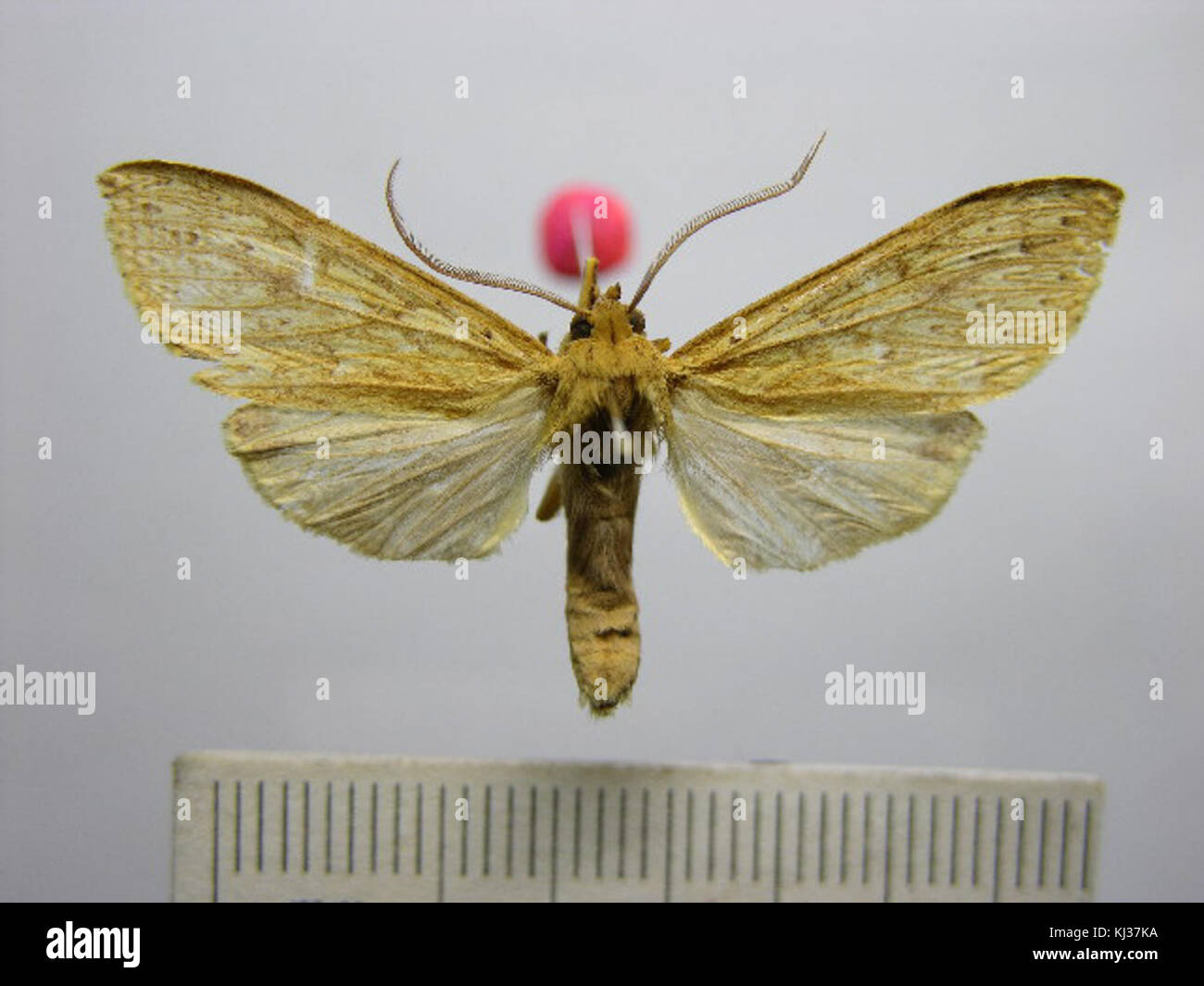 Stipulata hi-res stock photography and images - Alamy