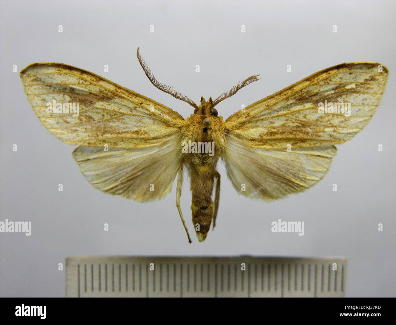 Toledana hi-res stock photography and images - Alamy