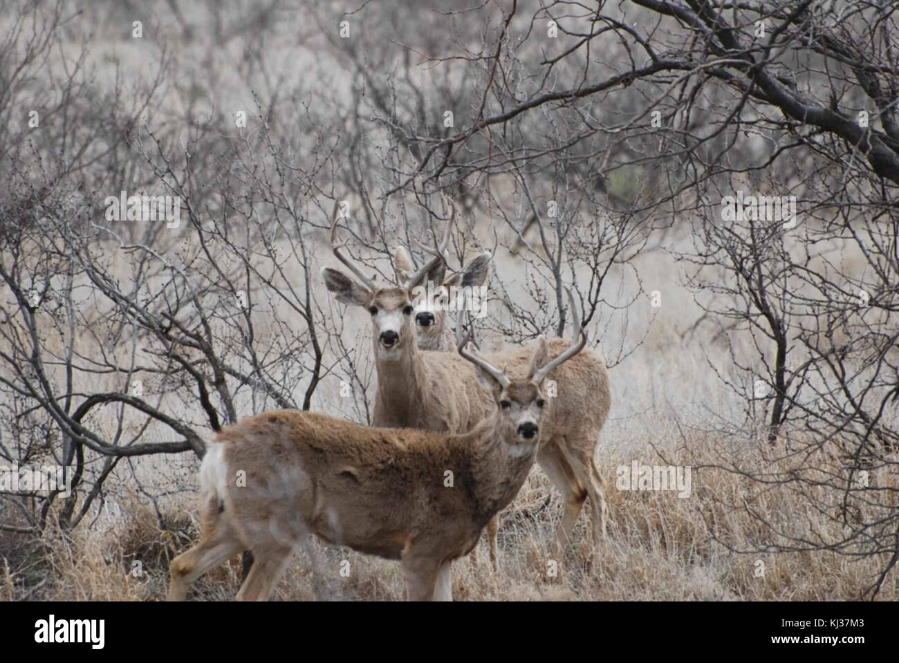 Three deer bucks stand in a wooded area Stock Photo - Alamy