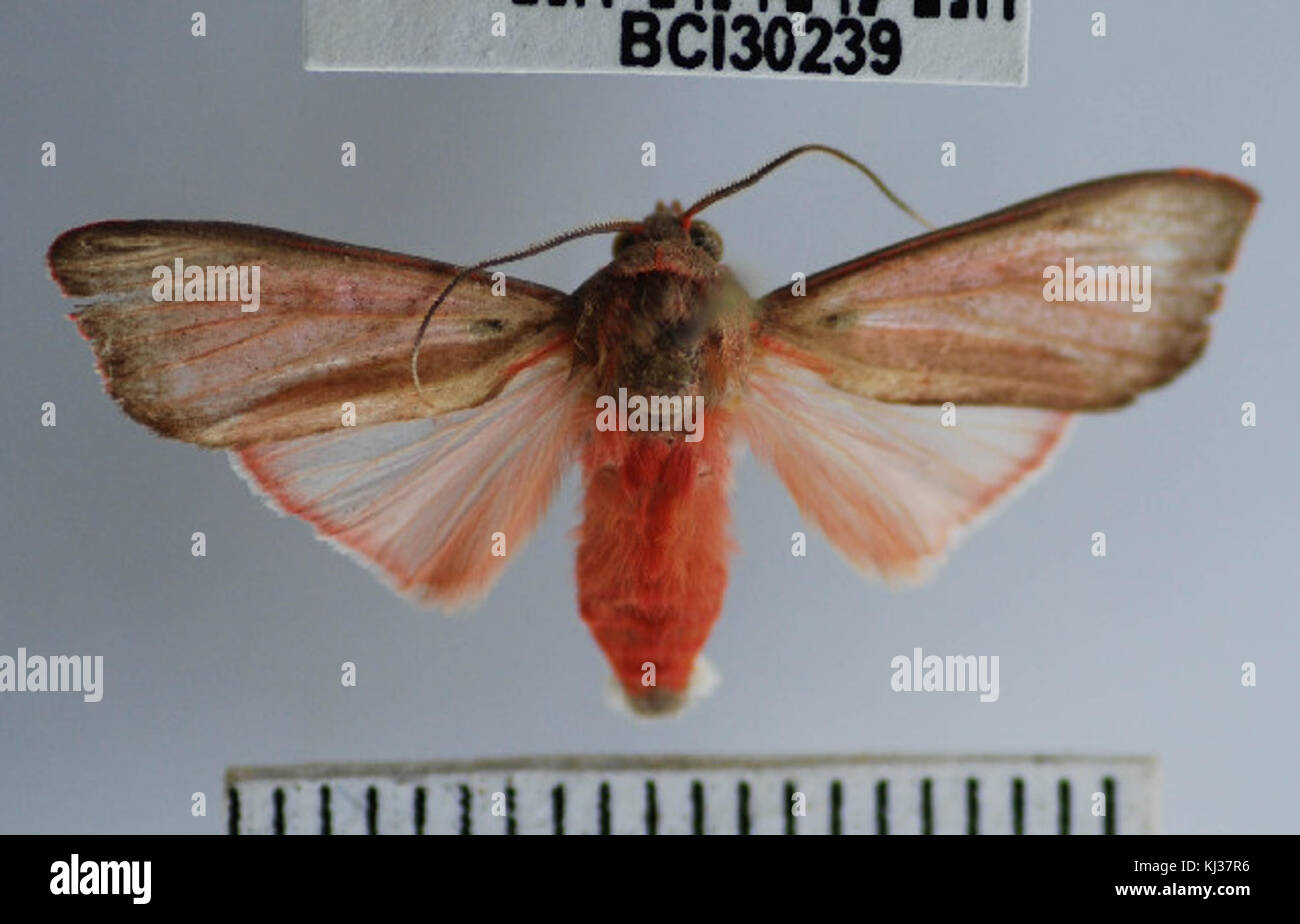 Classification arthropod hi-res stock photography and images - Alamy