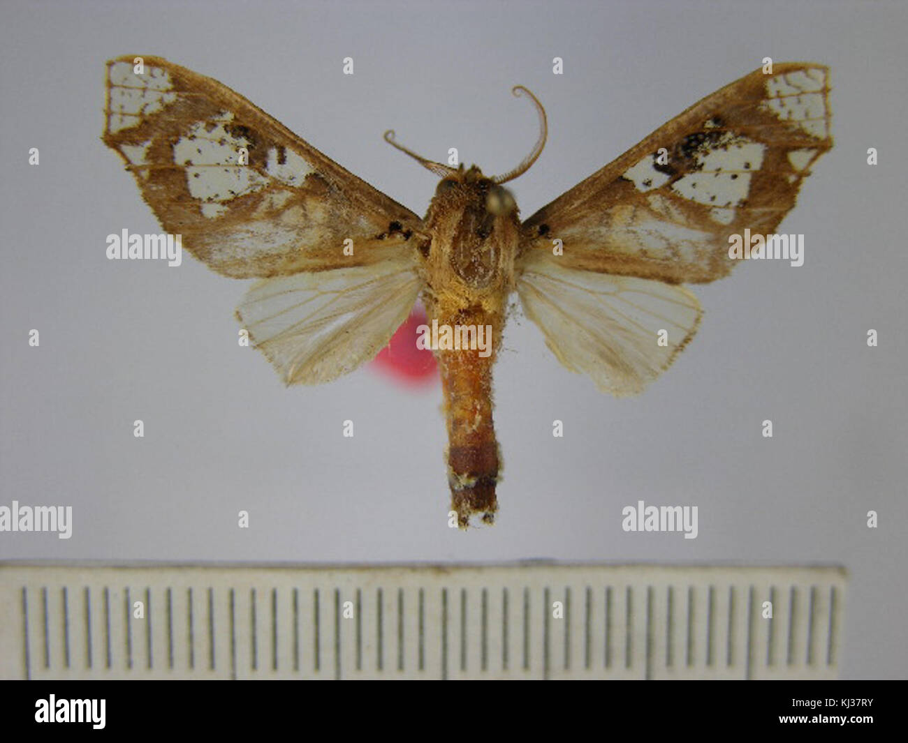 Friga hi-res stock photography and images - Alamy