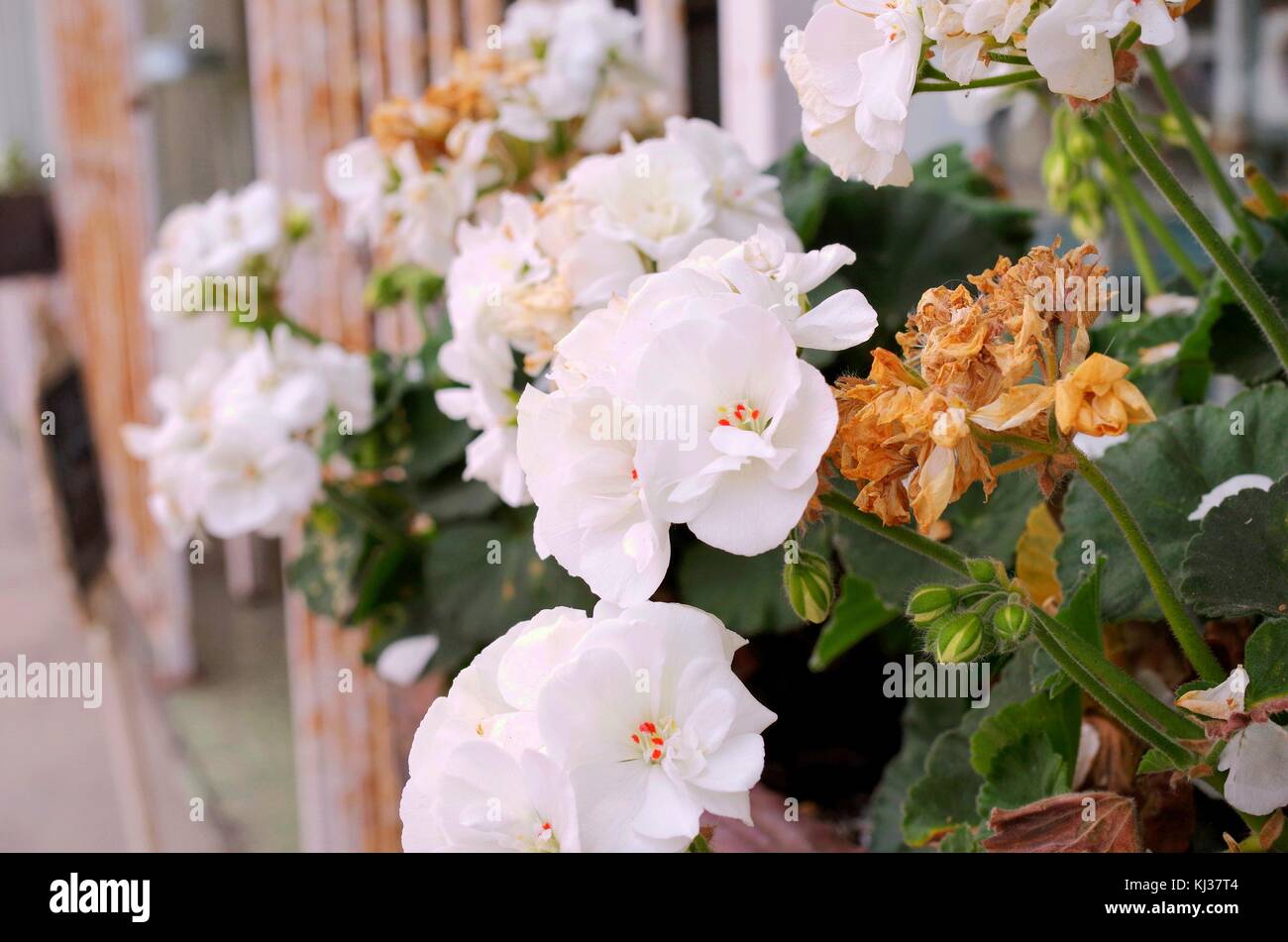 Earth Portal Official Stock Photo - Alamy