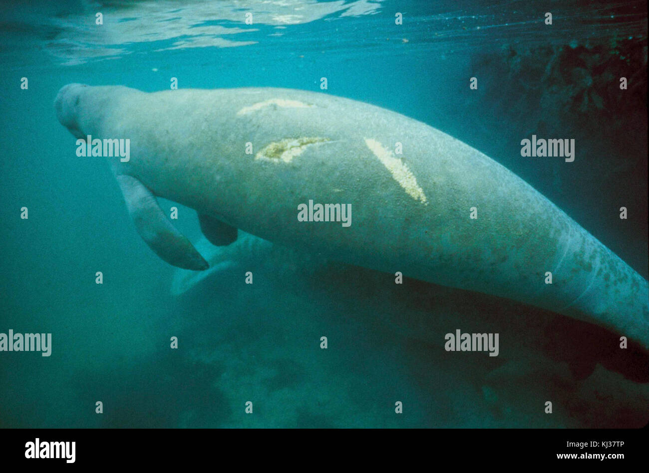 Underwater photo of manatee mammal with scar on skin Stock Photo - Alamy