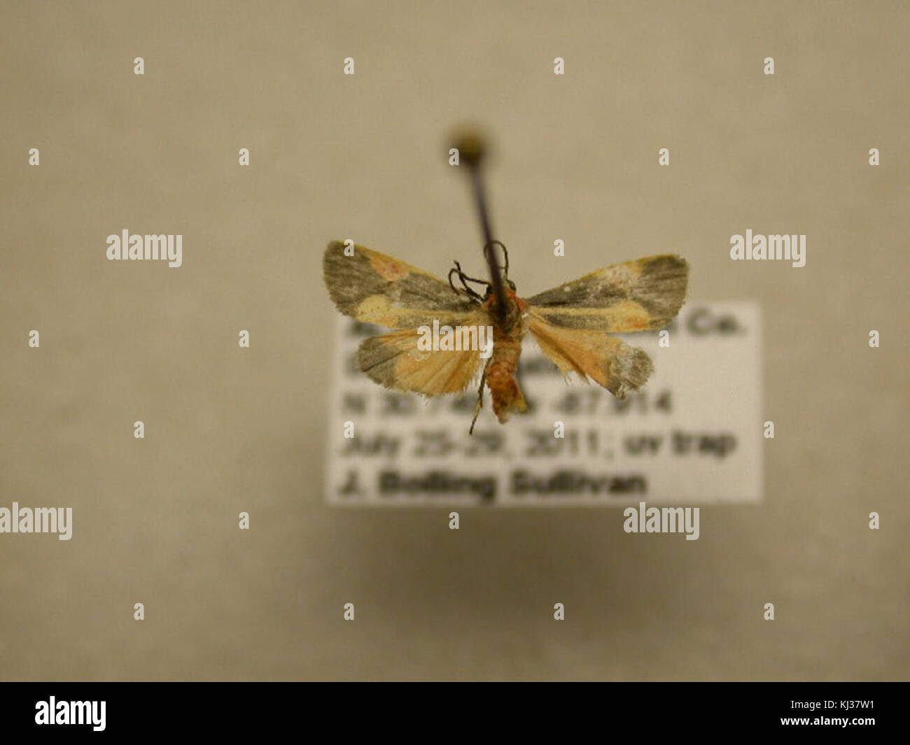 Cisthene packardii hi-res stock photography and images - Alamy