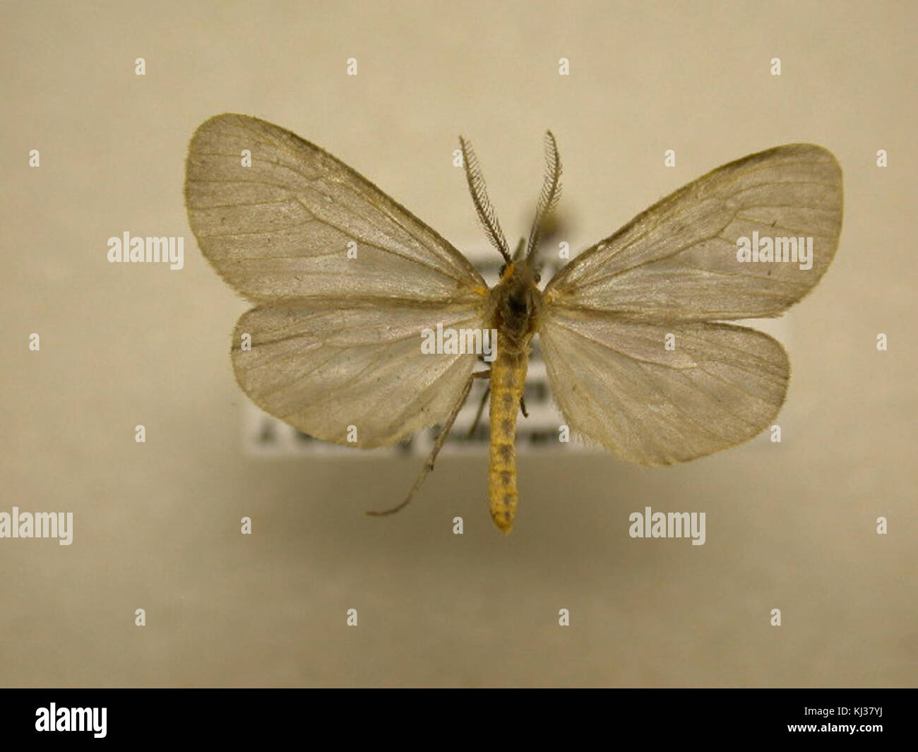 Pagara hi-res stock photography and images - Alamy