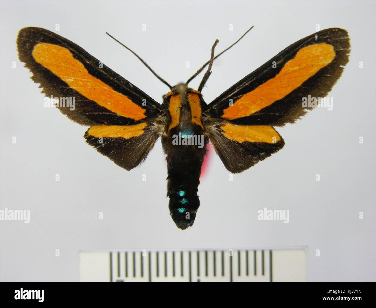 Ormetica hi-res stock photography and images - Alamy