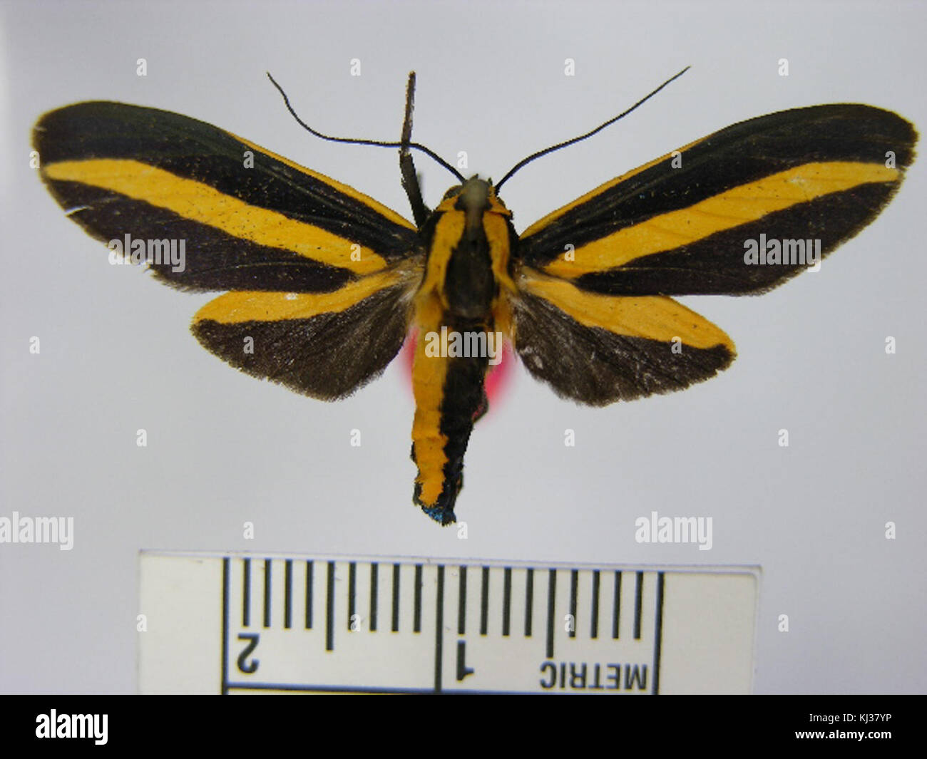 Taeniata hi-res stock photography and images - Alamy