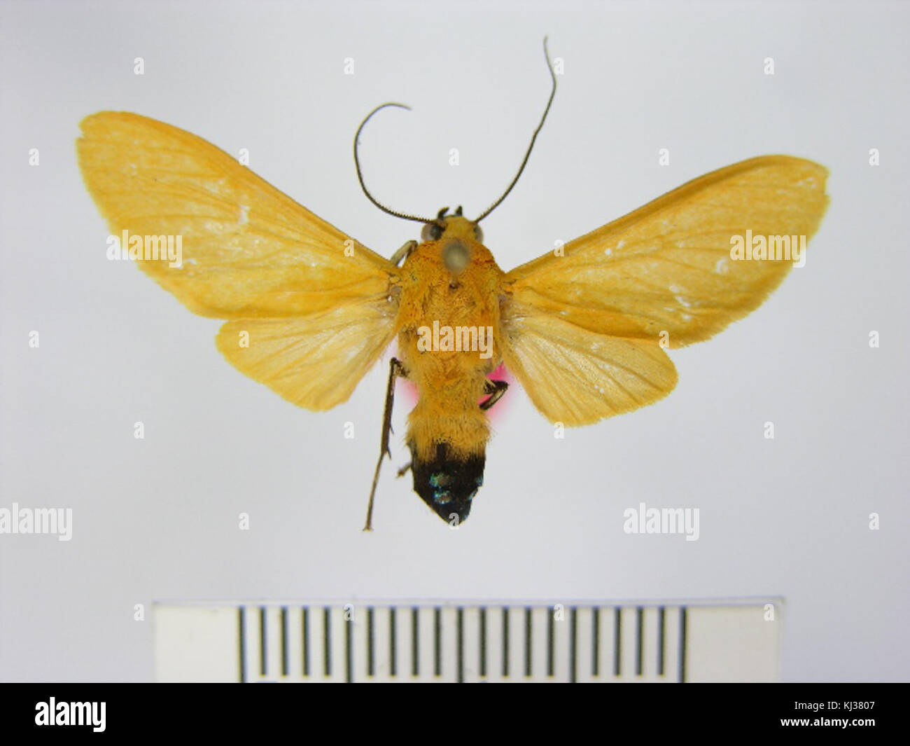 Ormetica hi-res stock photography and images - Alamy