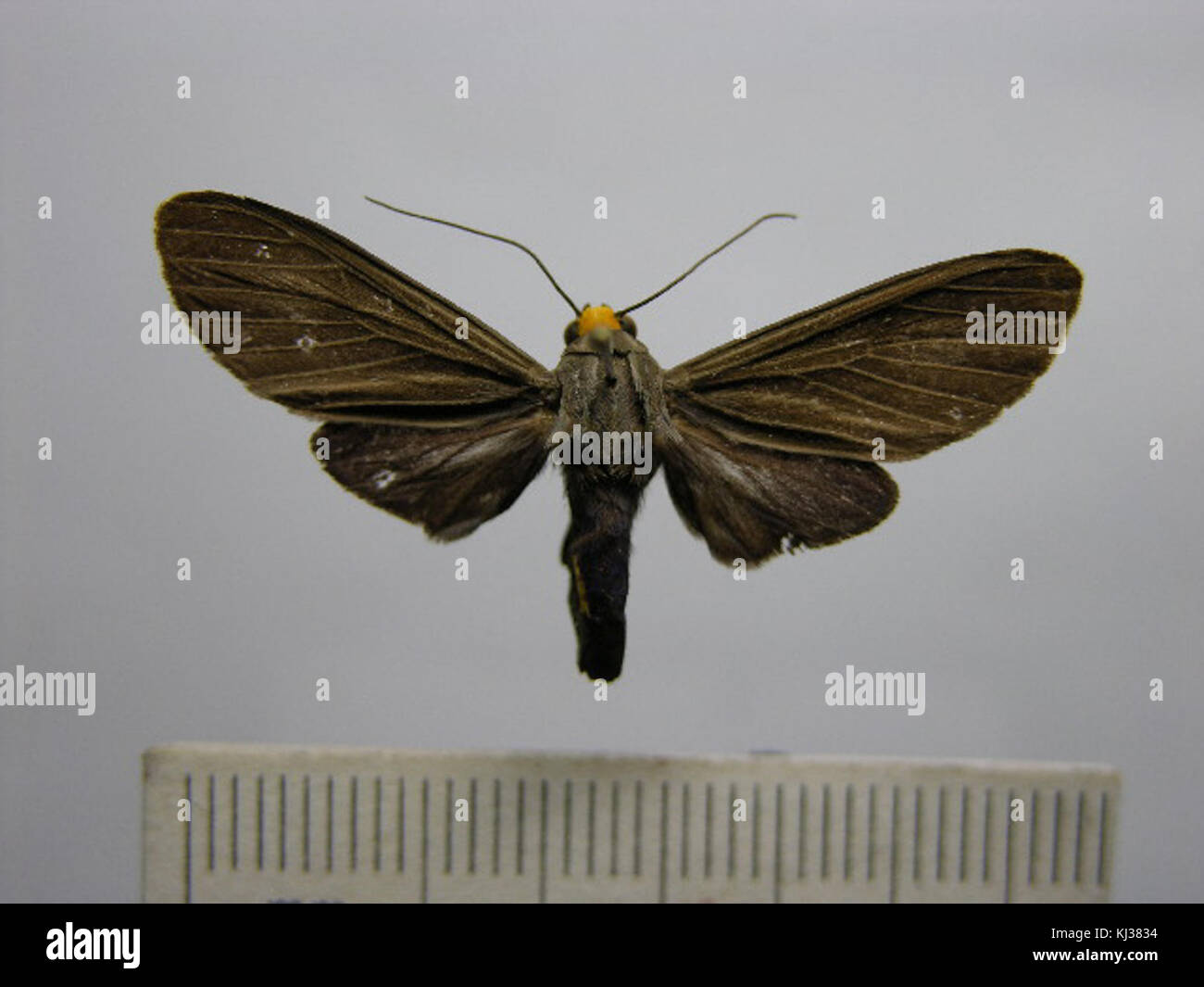 Uniformis hi-res stock photography and images - Alamy