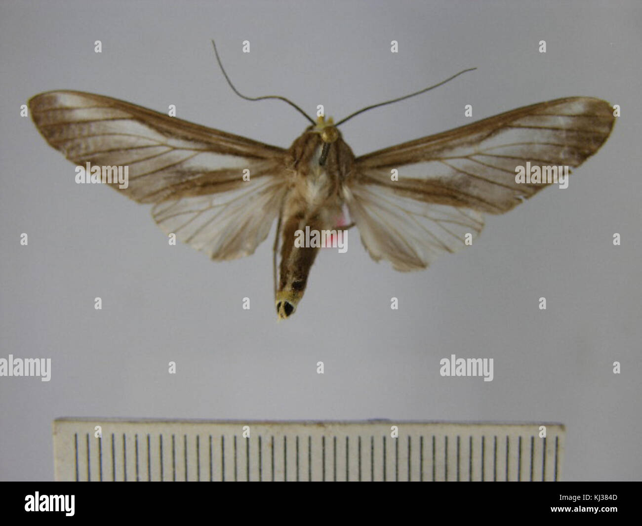 Morula hi-res stock photography and images - Alamy