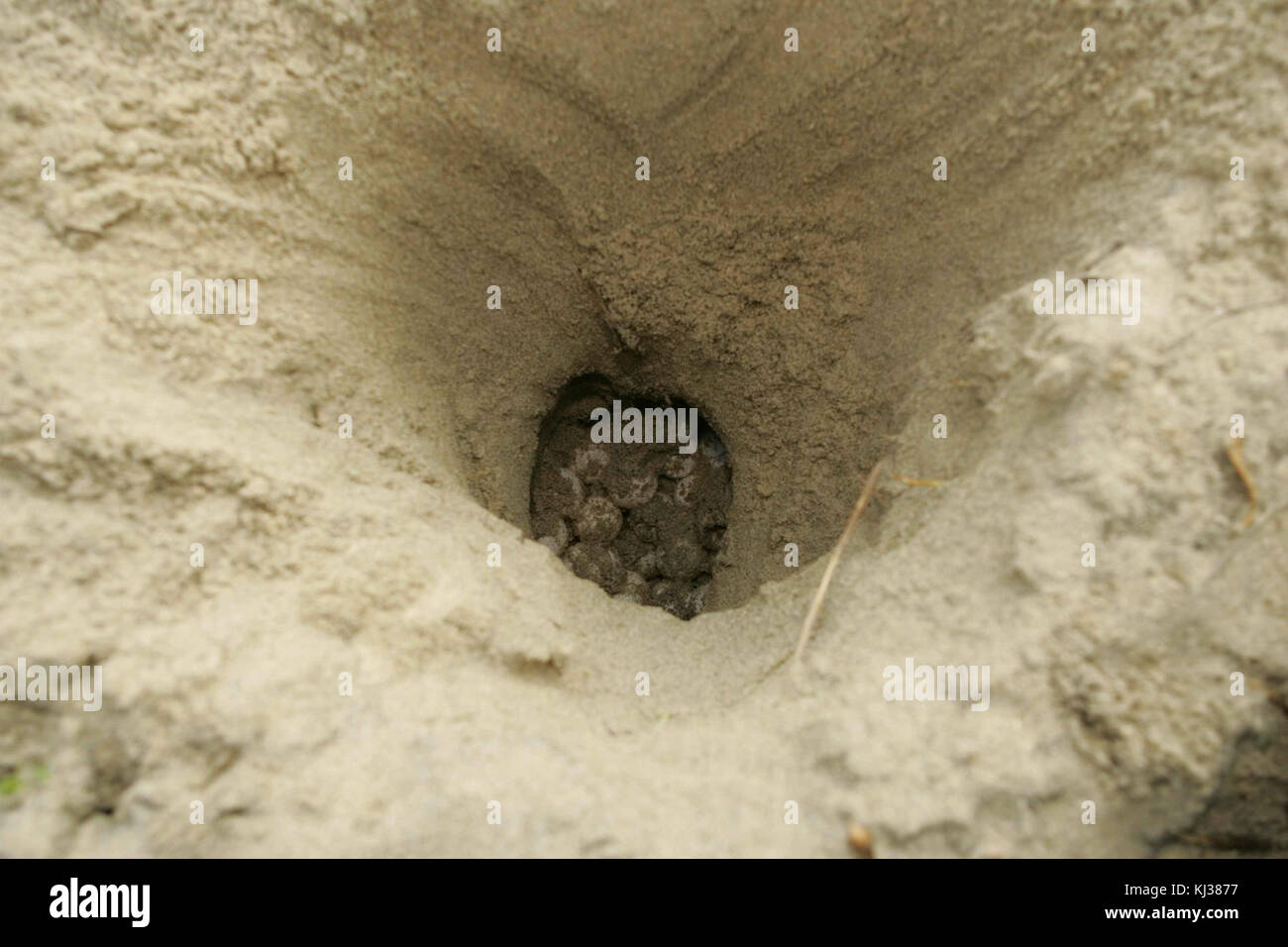 Top view of a loggerhead sea turtle nest Stock Photo - Alamy