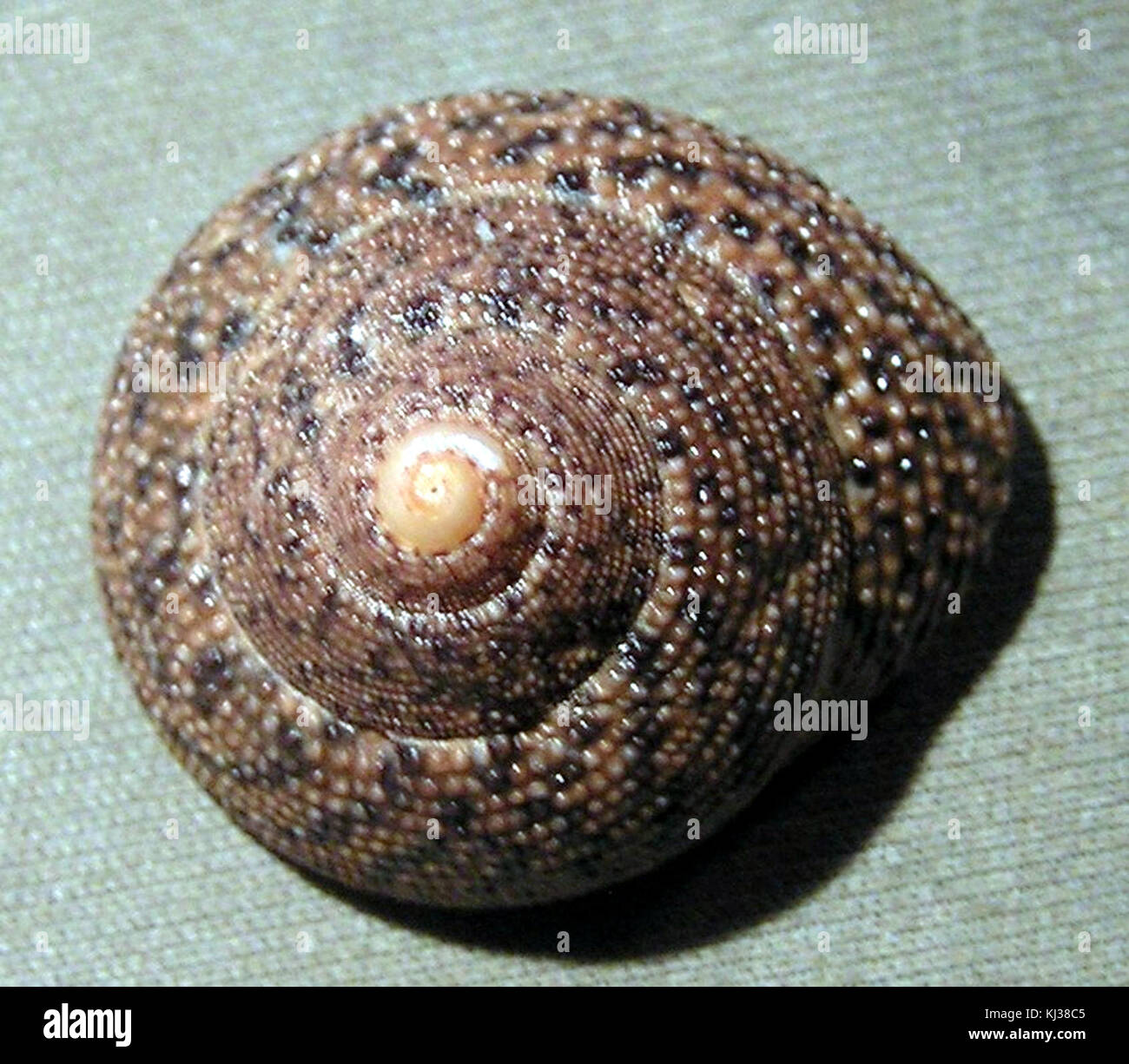 Clanculus undatus 001 Stock Photo - Alamy