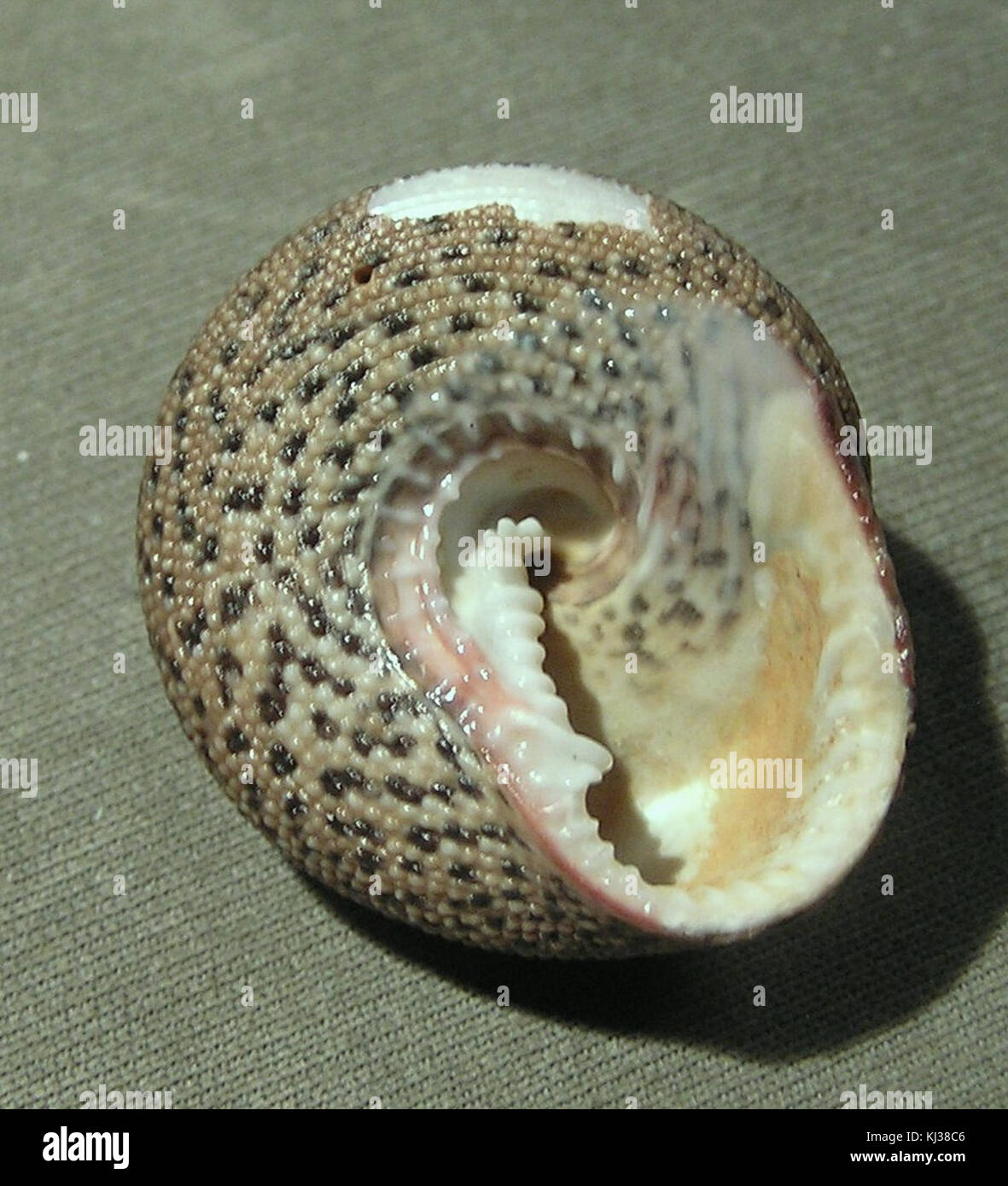 Clanculus High Resolution Stock Photography and Images - Alamy