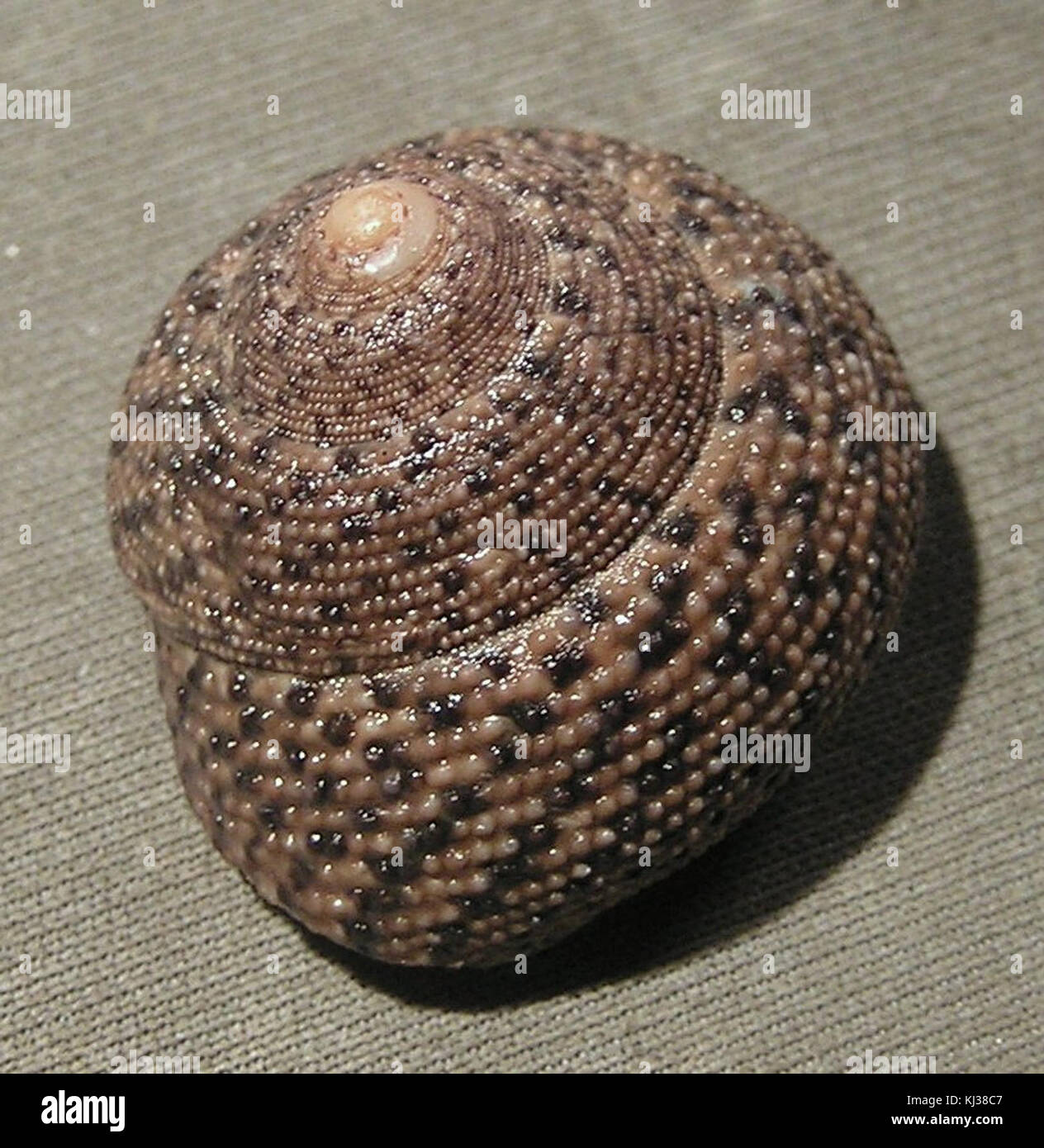 Clanculus High Resolution Stock Photography and Images - Alamy
