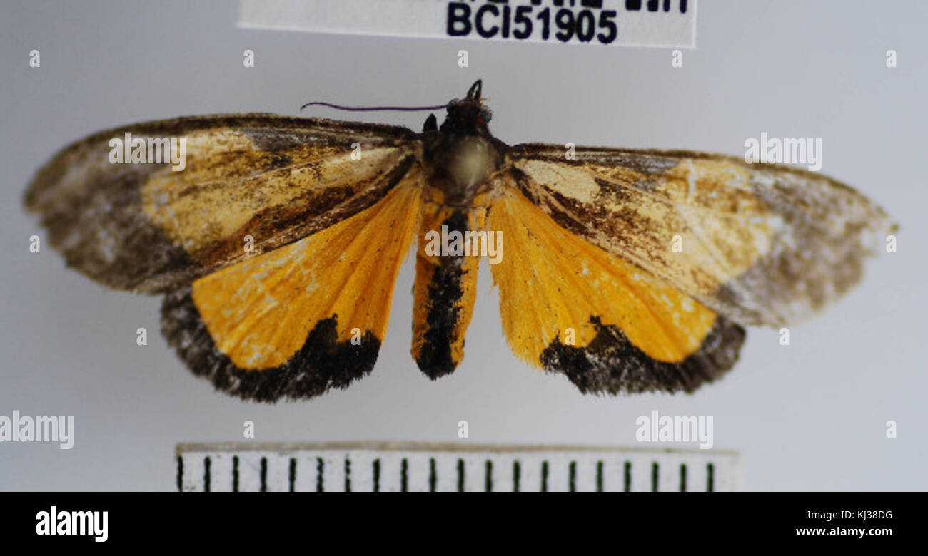 Virbia hi-res stock photography and images - Alamy