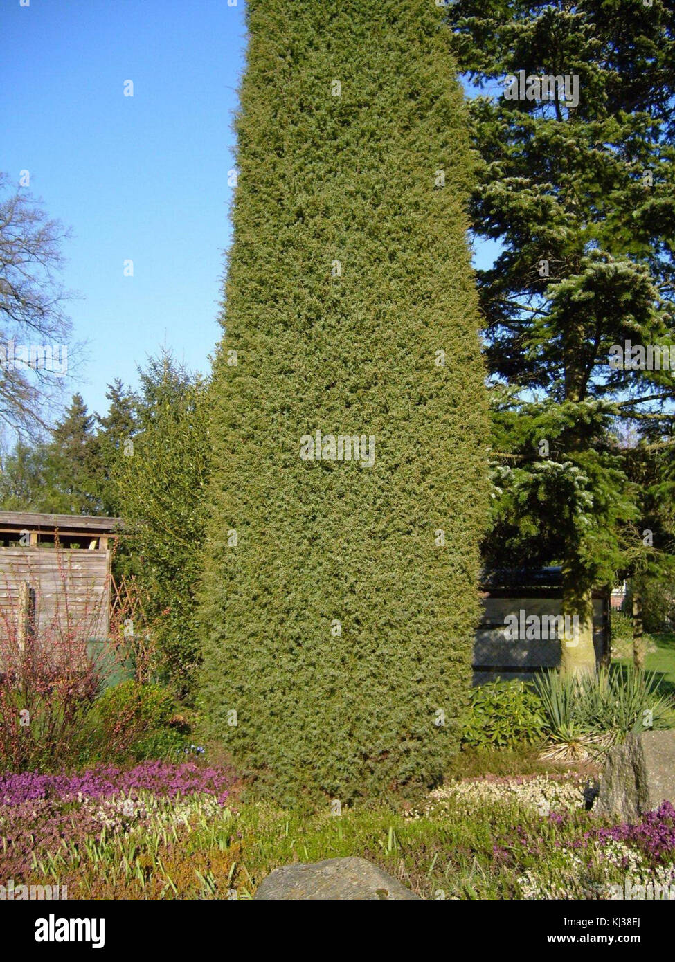 Old illustration juniper tree hi-res stock photography and images - Alamy