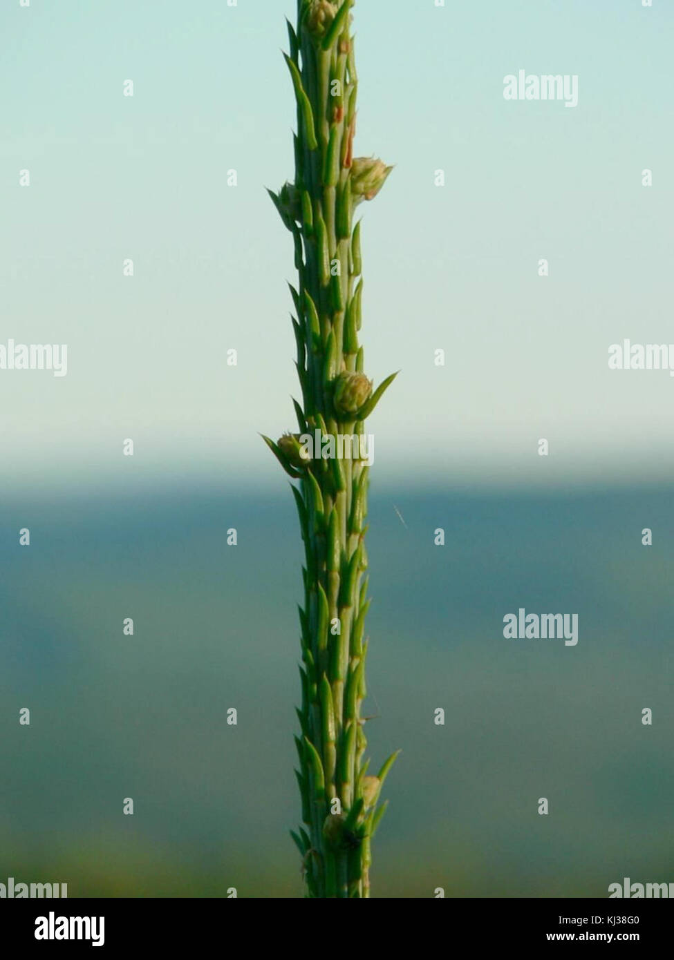 A close-up image of the top section of a Picea abies (Norway Spruce ...