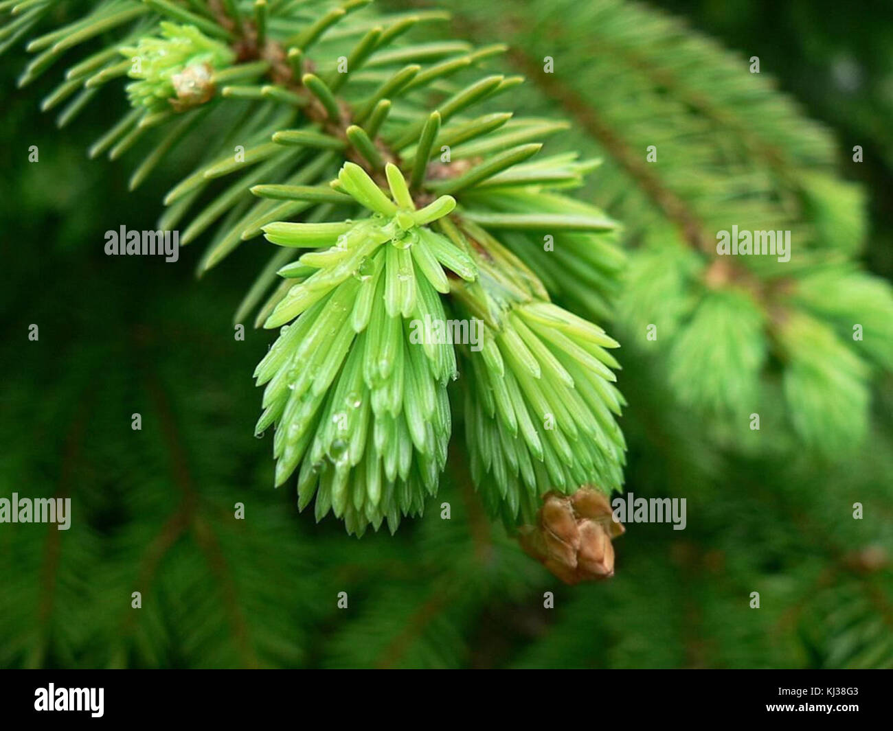 Forest tree planting norway hi-res stock photography and images - Alamy