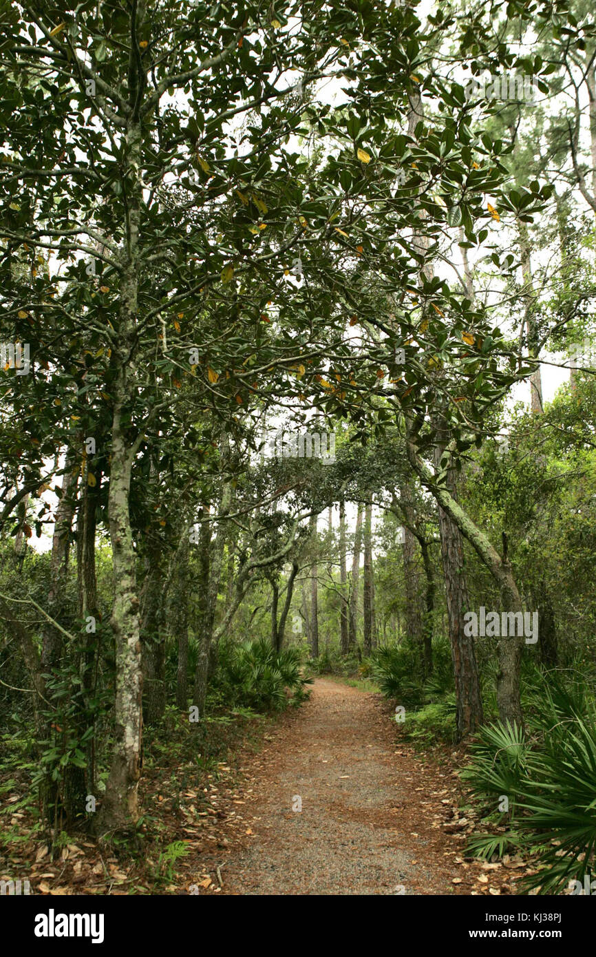 Tree lined trail Stock Photo - Alamy