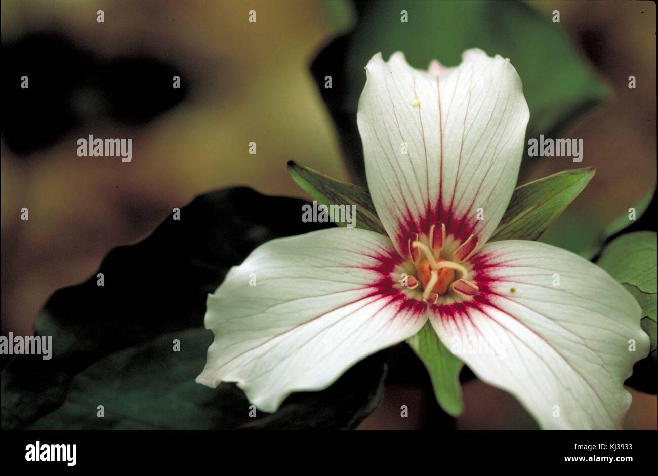 Trillium undulatum (painted trillium) FWS-1 Stock Photo - Alamy