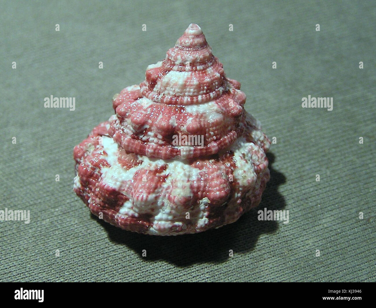 Trochus ferreirai 003 Stock Photo - Alamy