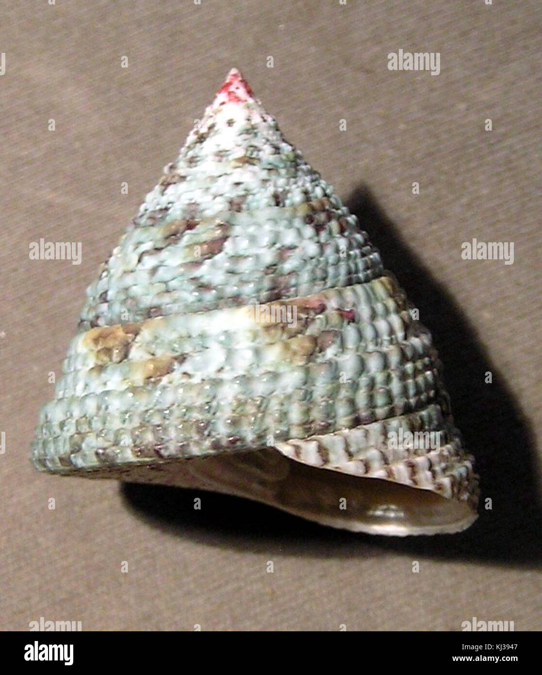 Trochus nigropunctatus 001 Stock Photo - Alamy