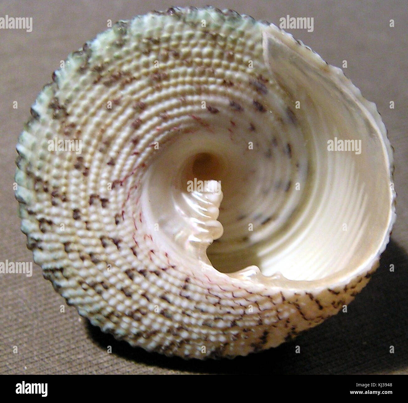 Trochus hi-res stock photography and images - Alamy