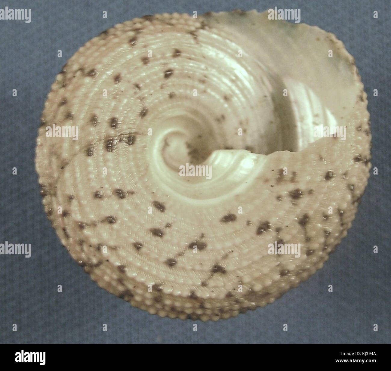 Trochus nigropunctatus 004 Stock Photo - Alamy