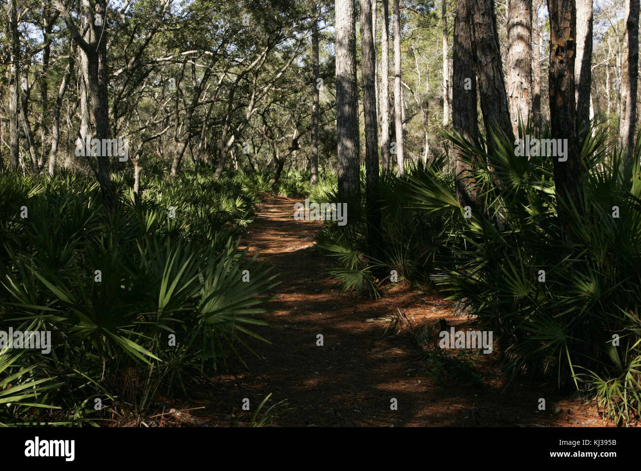 Tropical flora in forest with trail Stock Photo - Alamy