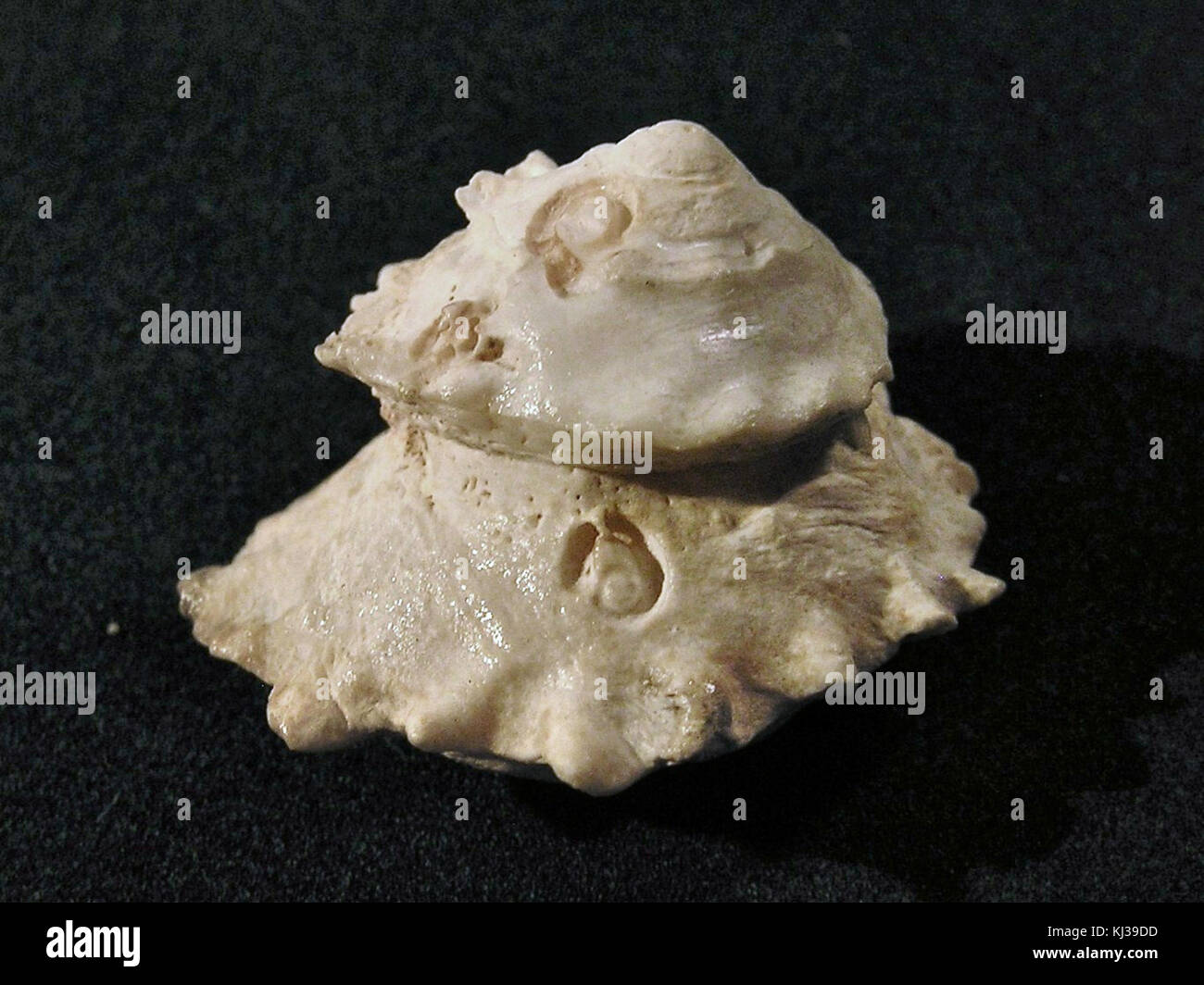 Astralium hi-res stock photography and images - Alamy