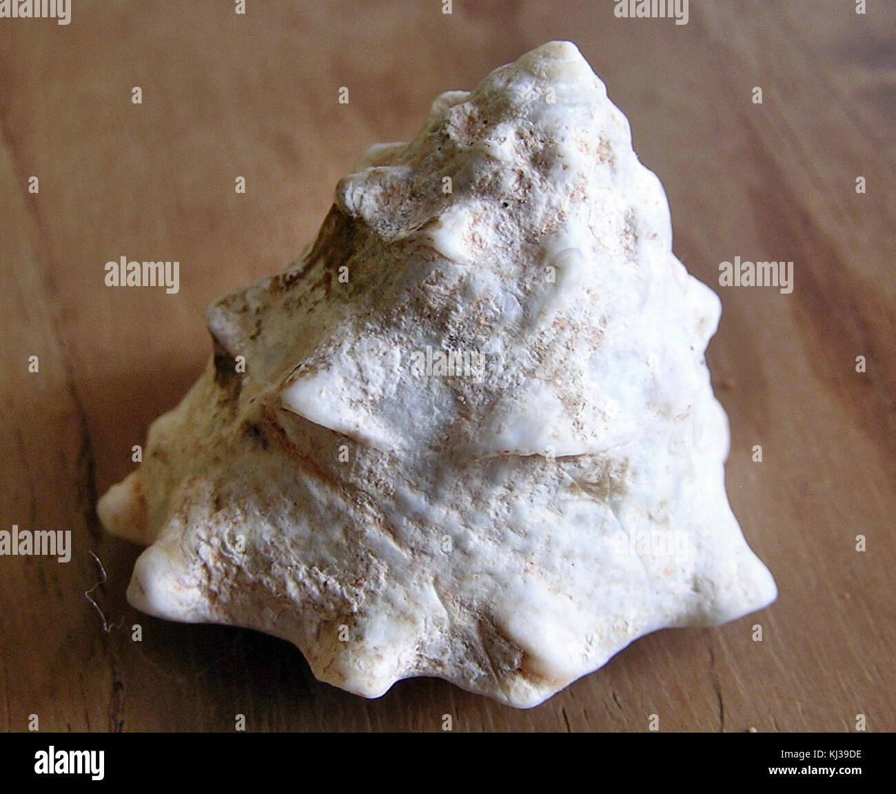 Astralium hi-res stock photography and images - Alamy