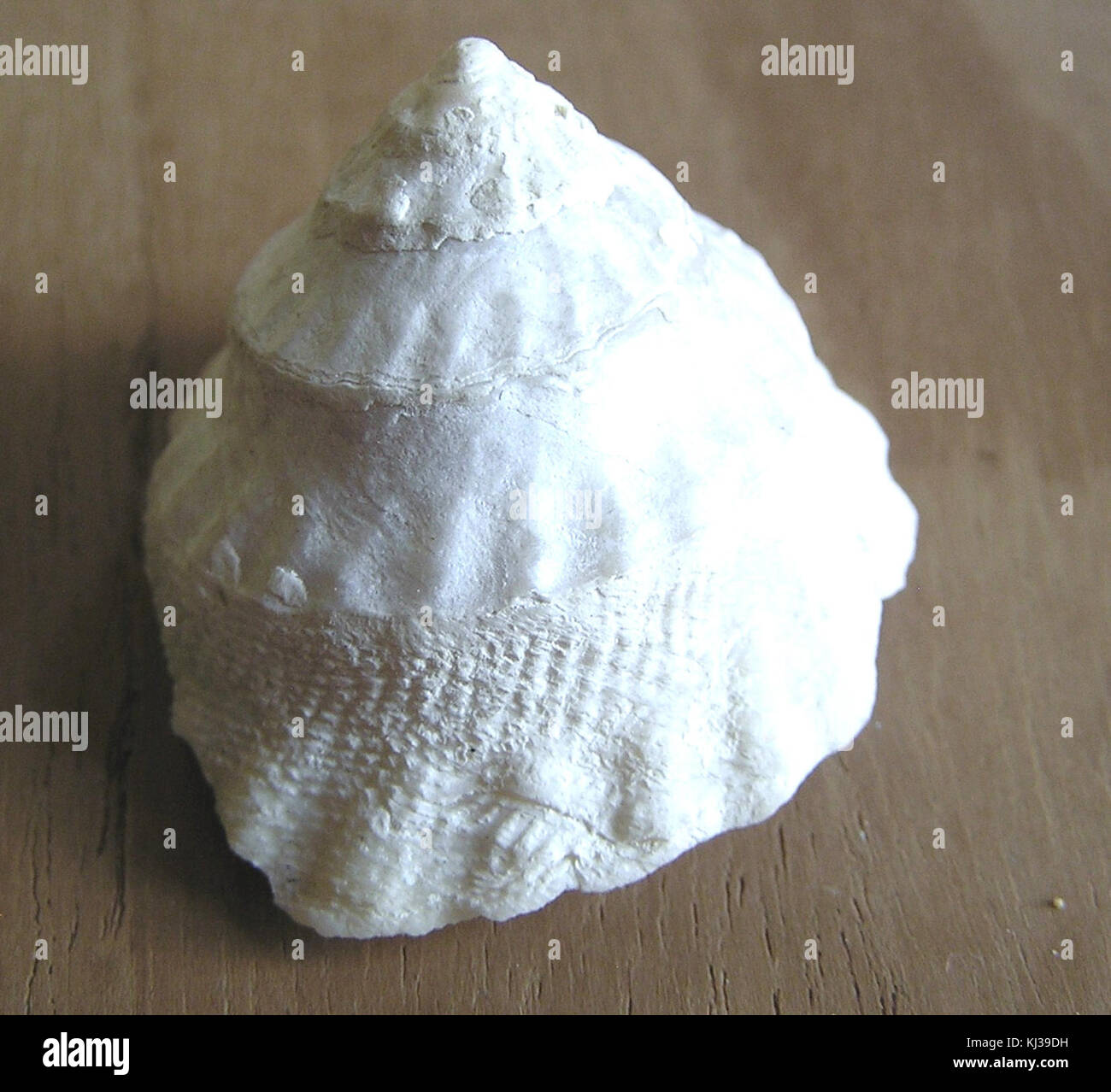 Astralium tentorium 001 Stock Photo - Alamy