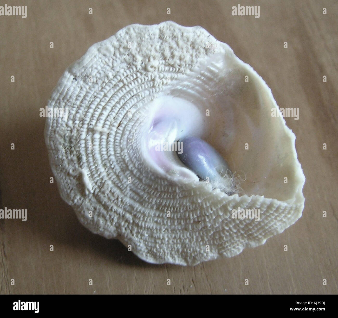 Astralium tentorium 002 Stock Photo - Alamy