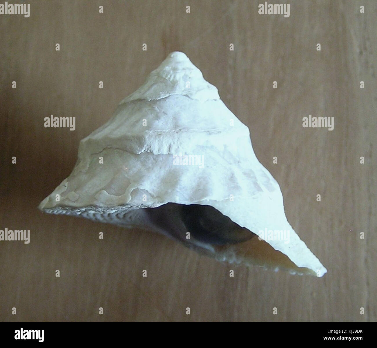 Astralium tentorium 003 Stock Photo - Alamy