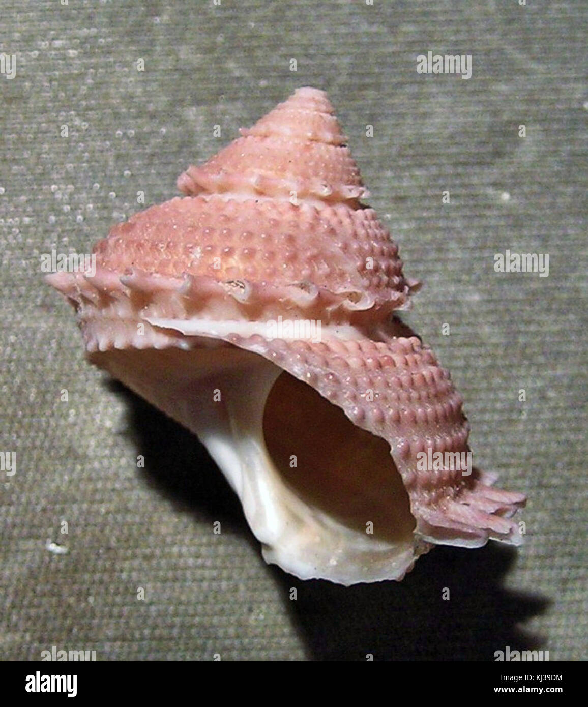 Bolma henica hi-res stock photography and images - Alamy