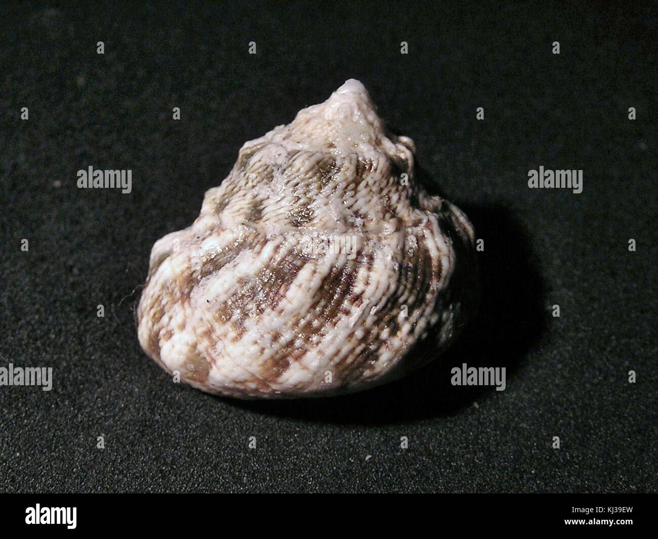 This image showcases *Lithopoma tuber*, a species of sea snail. The ...