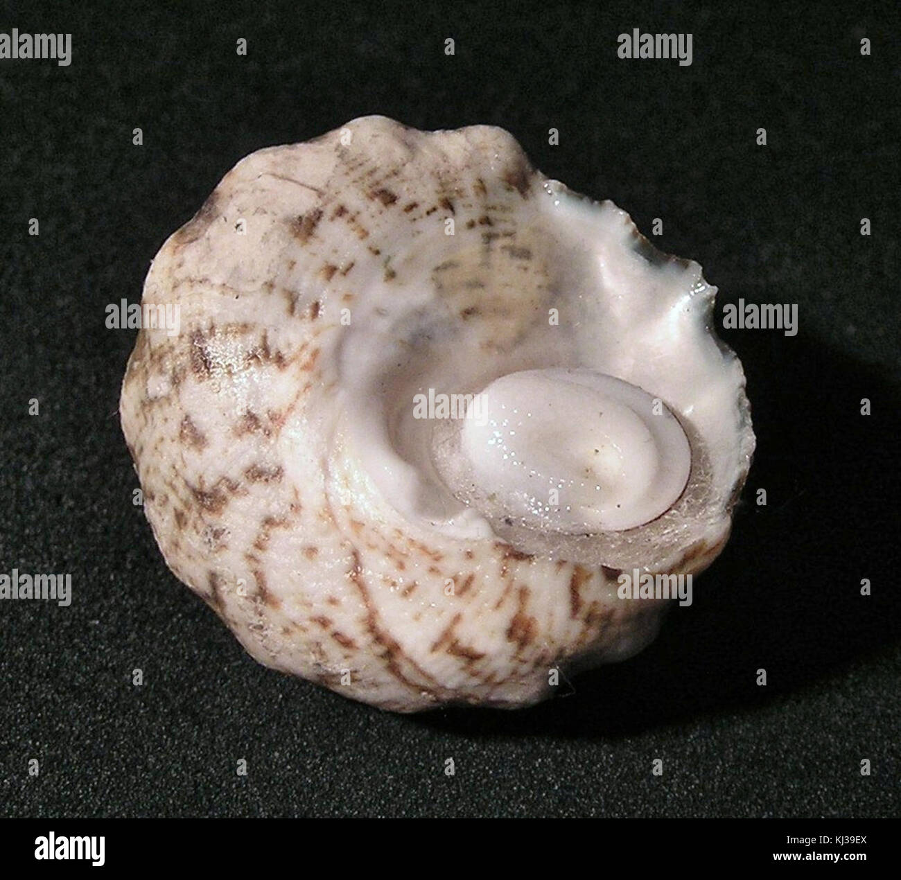 Lithopoma tuber 002 Stock Photo - Alamy