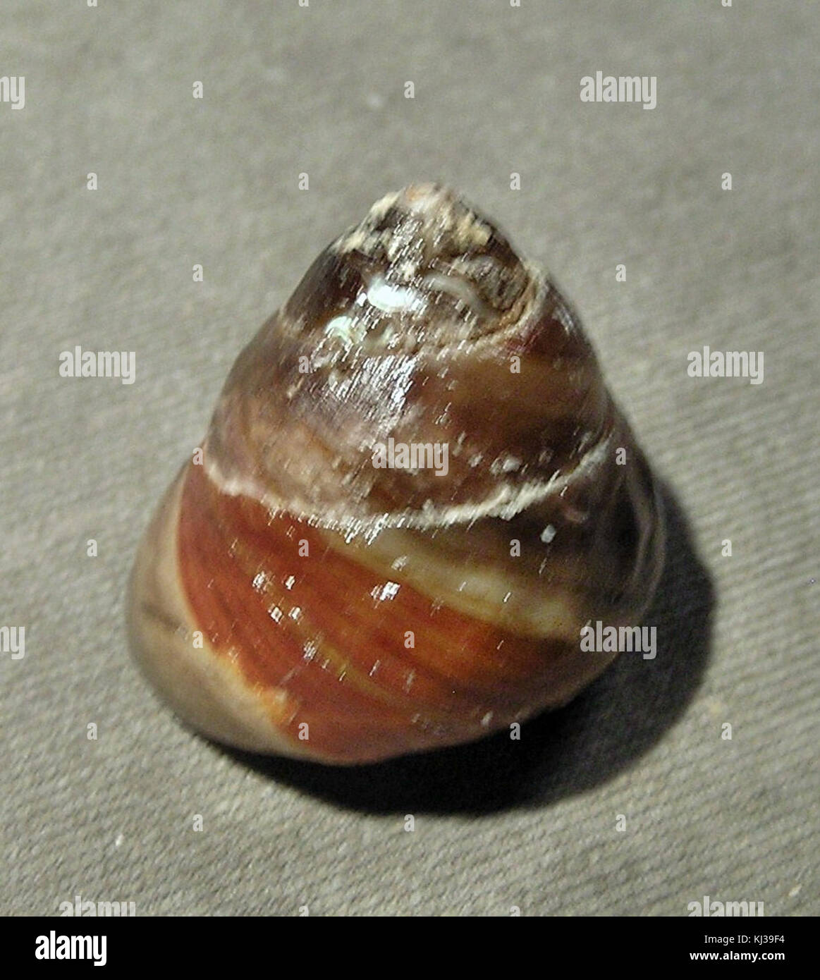 Tegula brunnea hi-res stock photography and images - Alamy