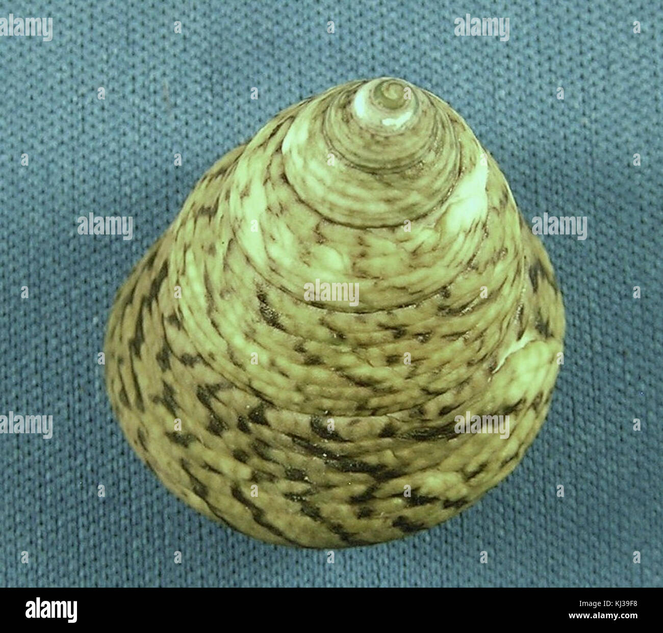 Tegula shells hi-res stock photography and images - Alamy