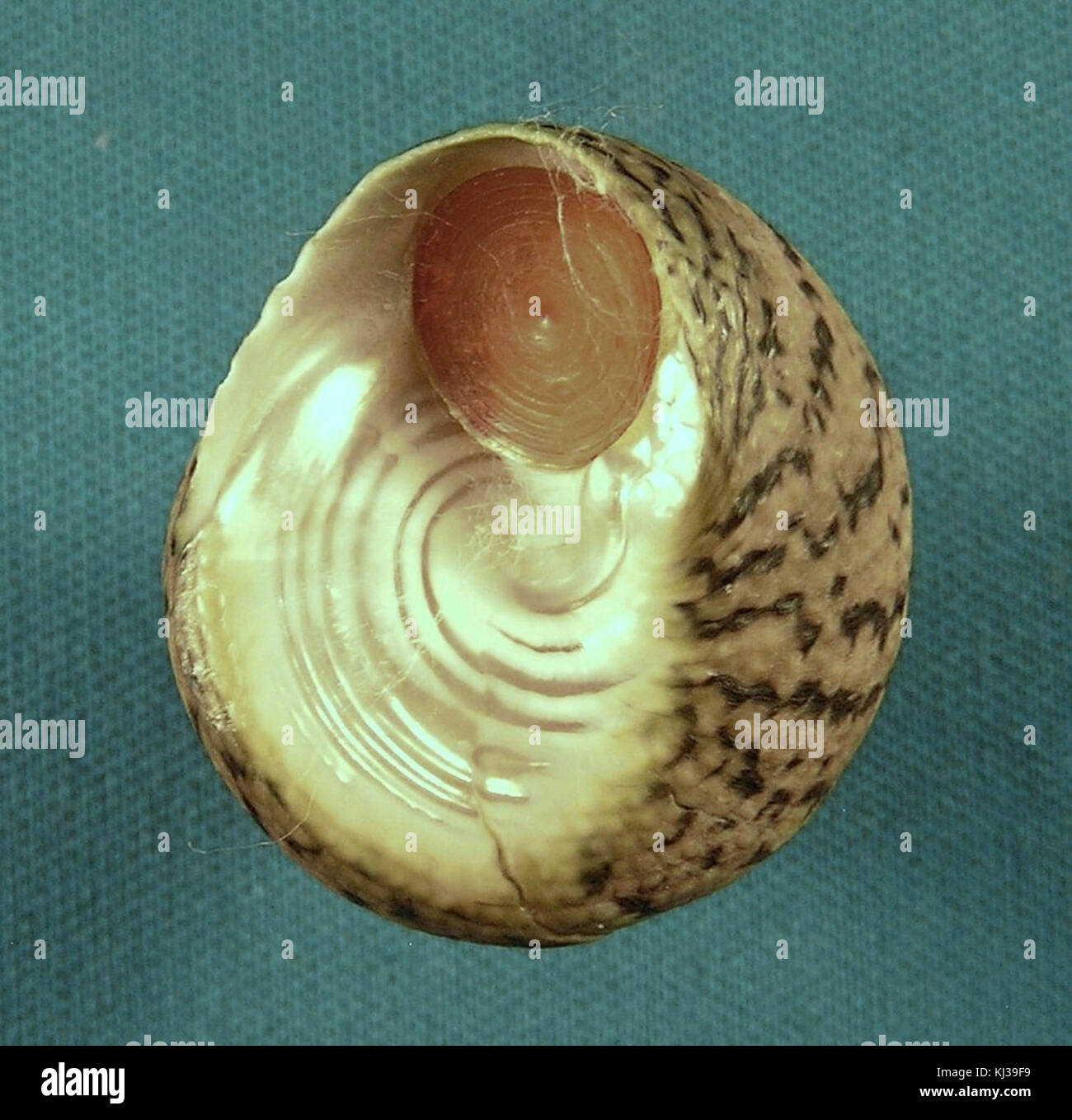 Tegula pellisserpentis 006 Stock Photo - Alamy